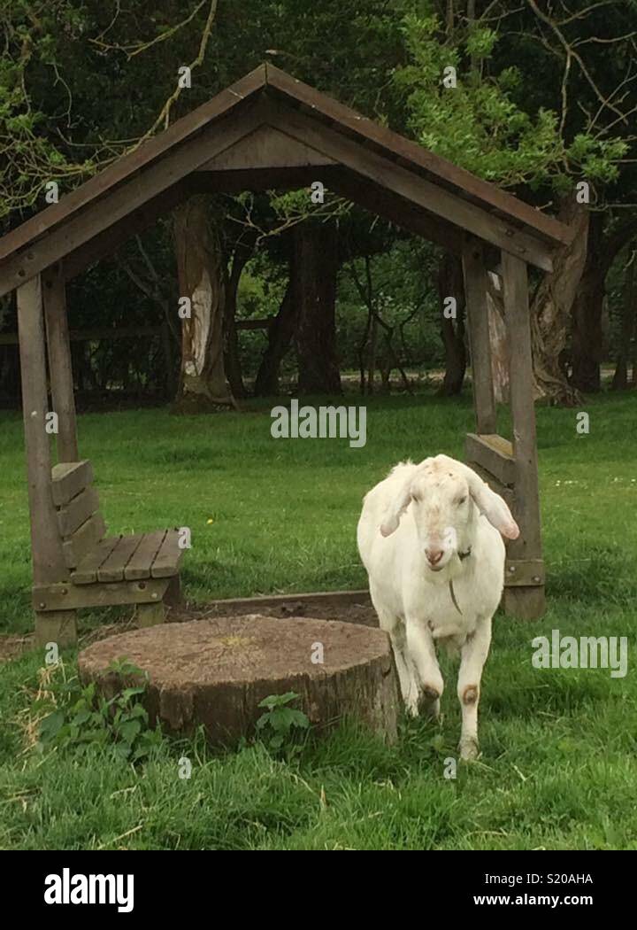 Goat house hi-res stock photography and images - Alamy