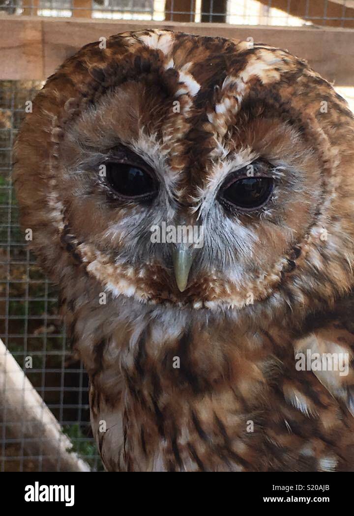 Its a hoot hi-res stock photography and images - Alamy