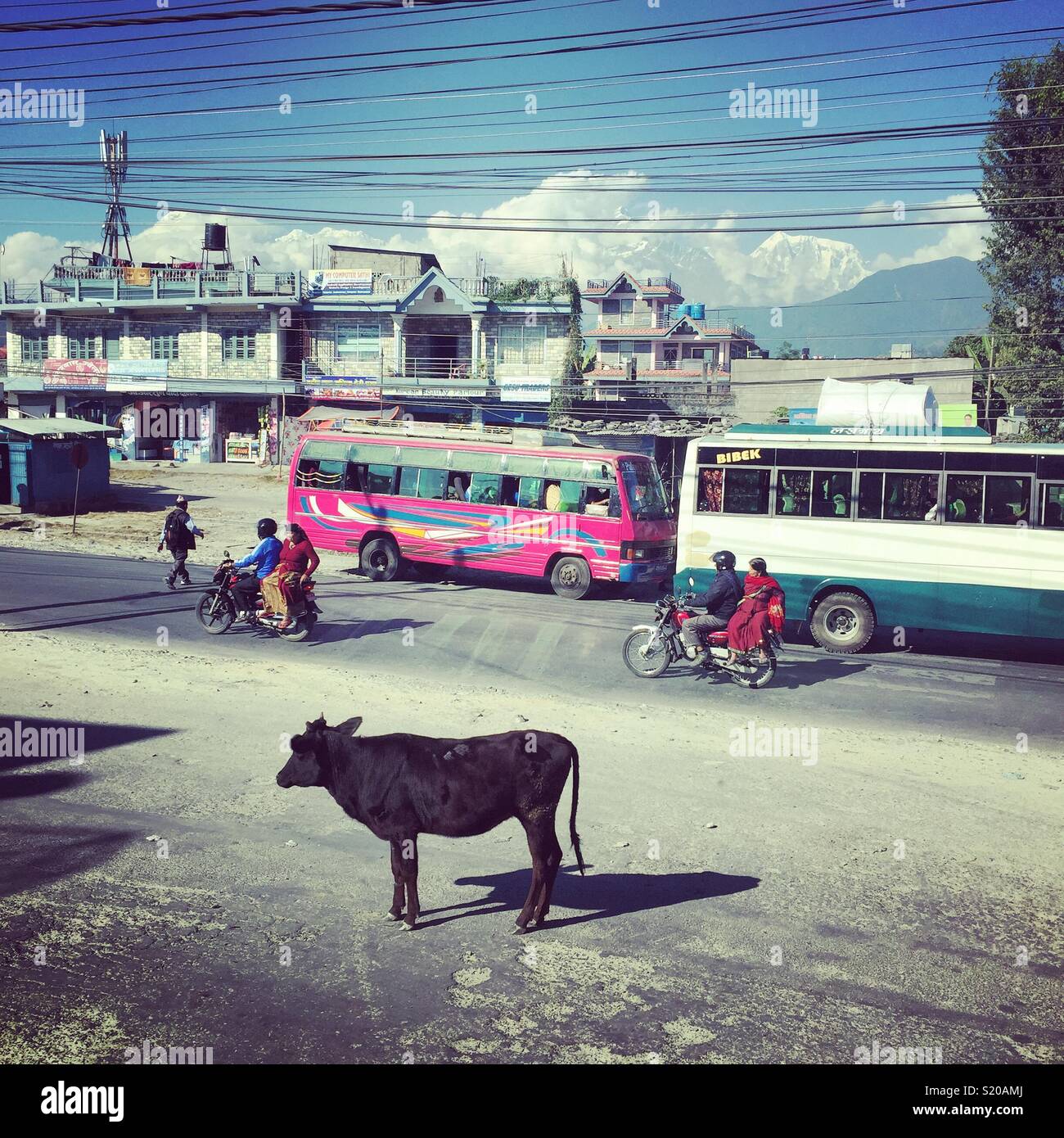 Cow nepal hi-res stock photography and images - Alamy