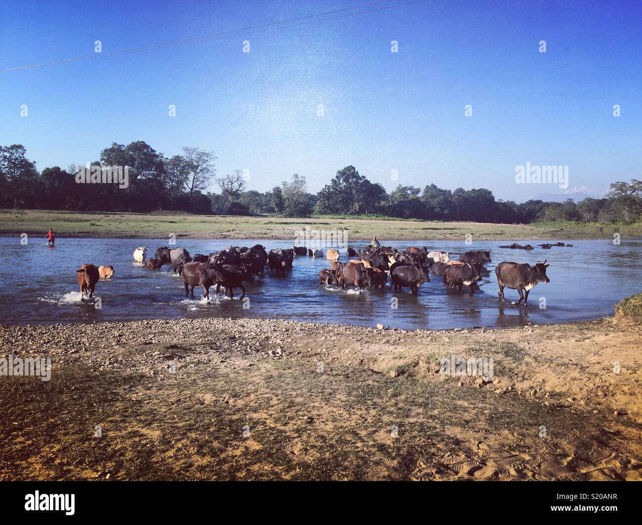 Cattle crossing river hi-res stock photography and images - Alamy