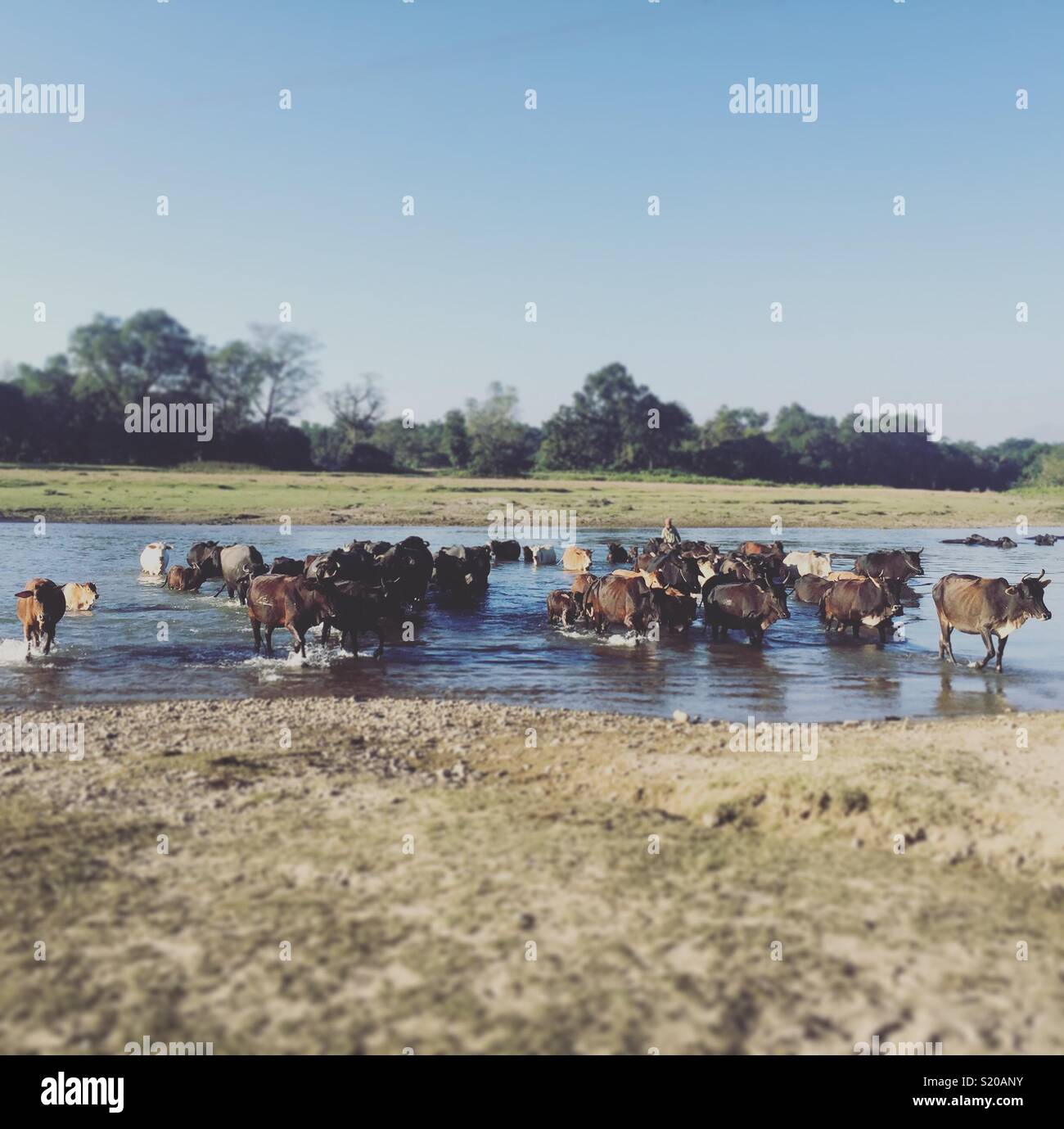 Cattle crossing river hi-res stock photography and images - Alamy
