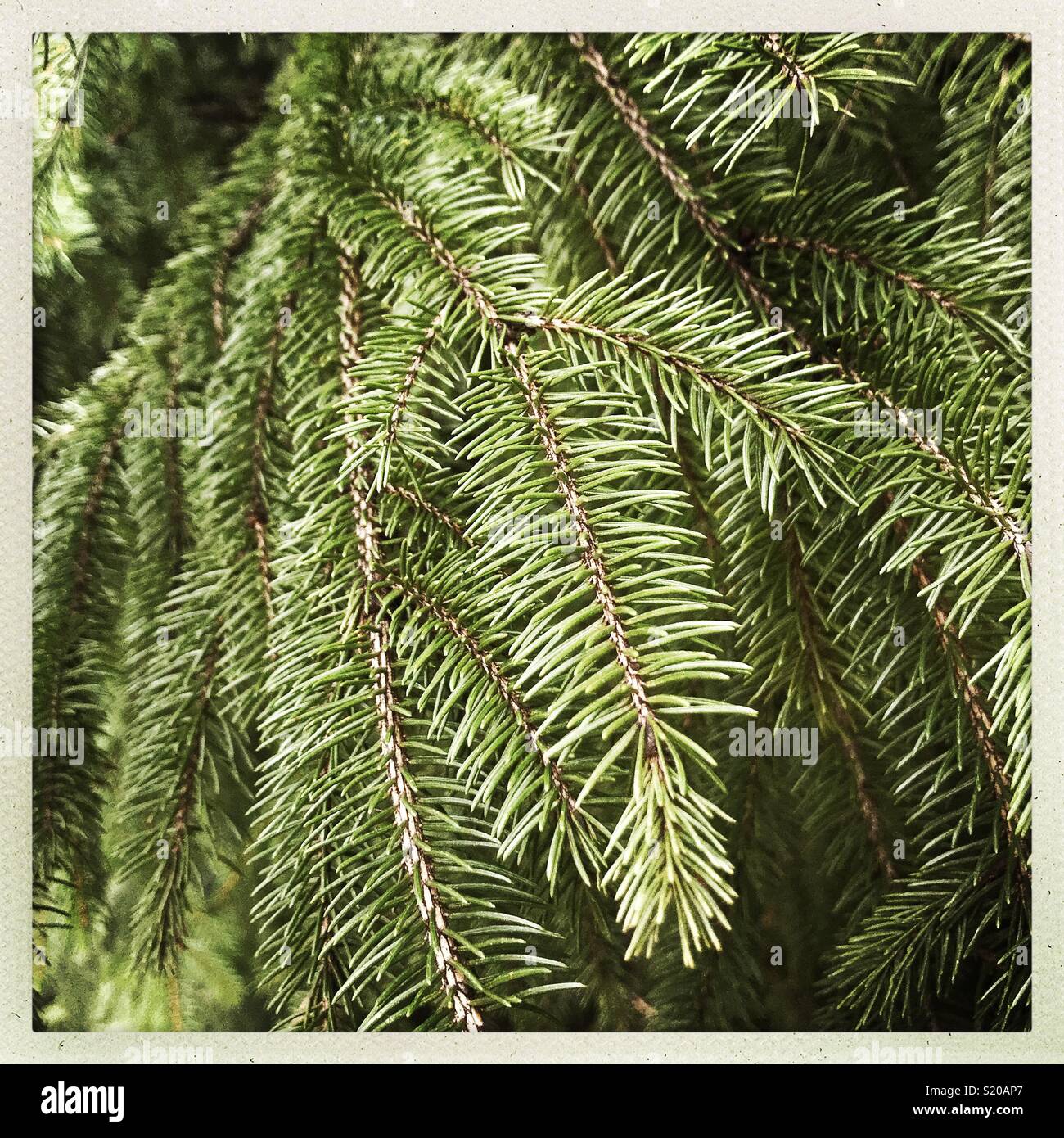 Spruce Tree Branches Stock Photo - Alamy