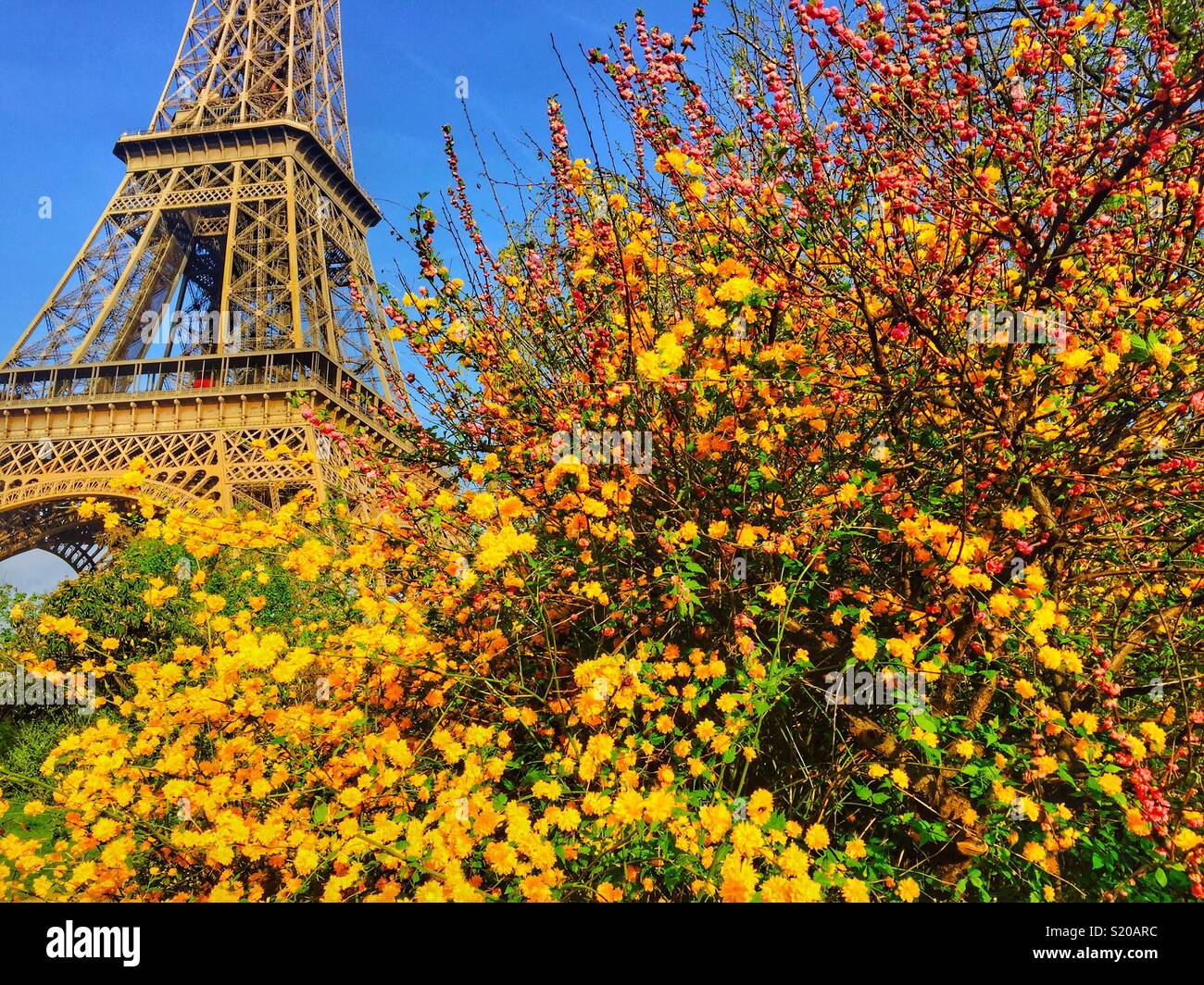 Spring Flowers at the Eiffel Tower In Paris Stock Photo - Alamy