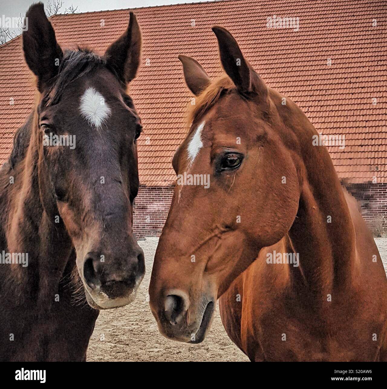 Two horses looking into the camera Stock Photo - Alamy