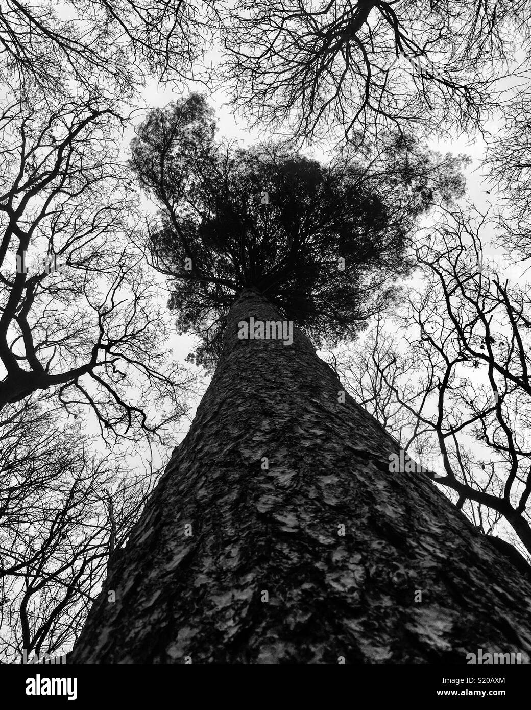 Fir tree canopy hi-res stock photography and images - Alamy