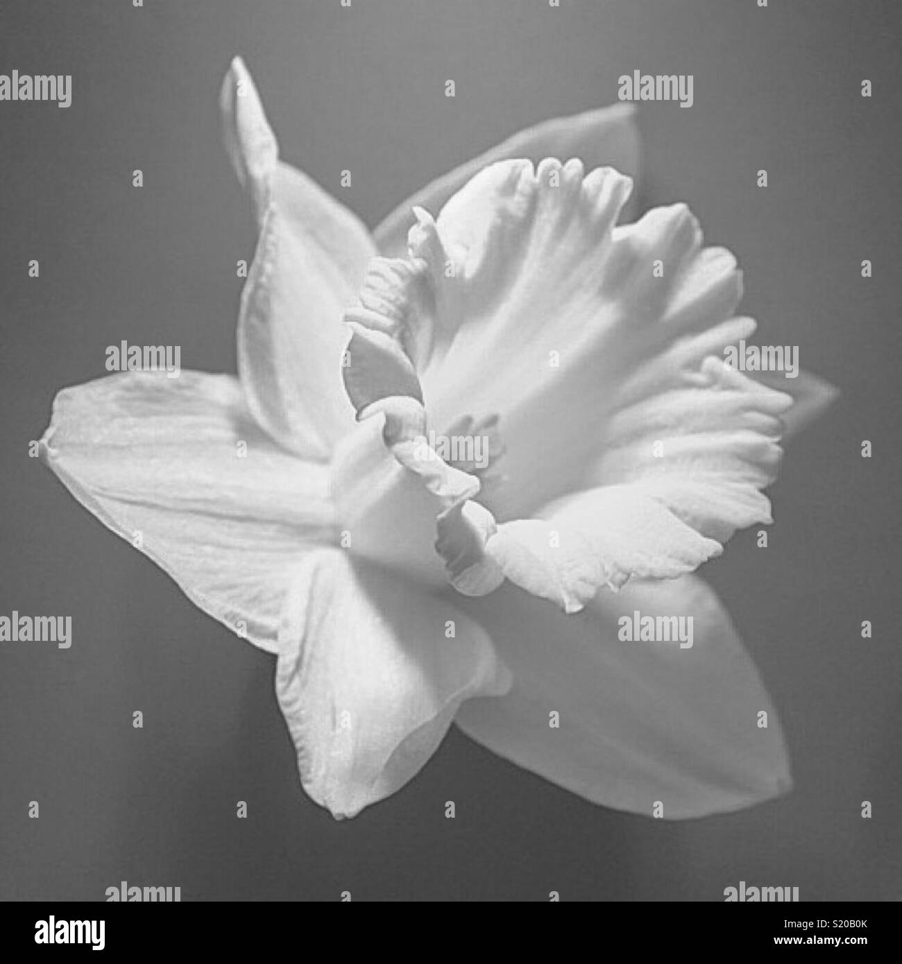 Growing daffodil Black and White Stock Photos & Images - Alamy