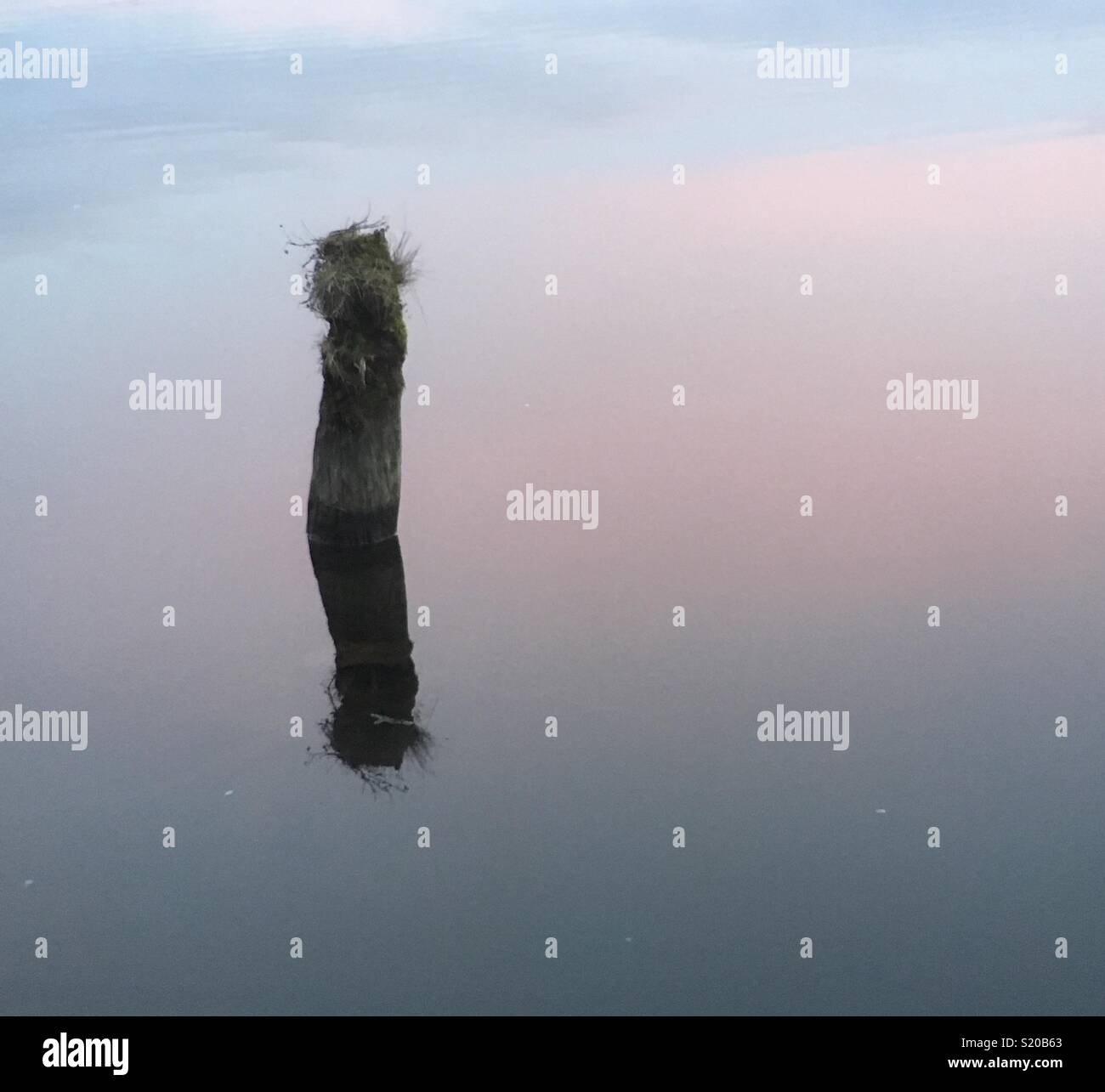 Tree stump in water Stock Photo - Alamy