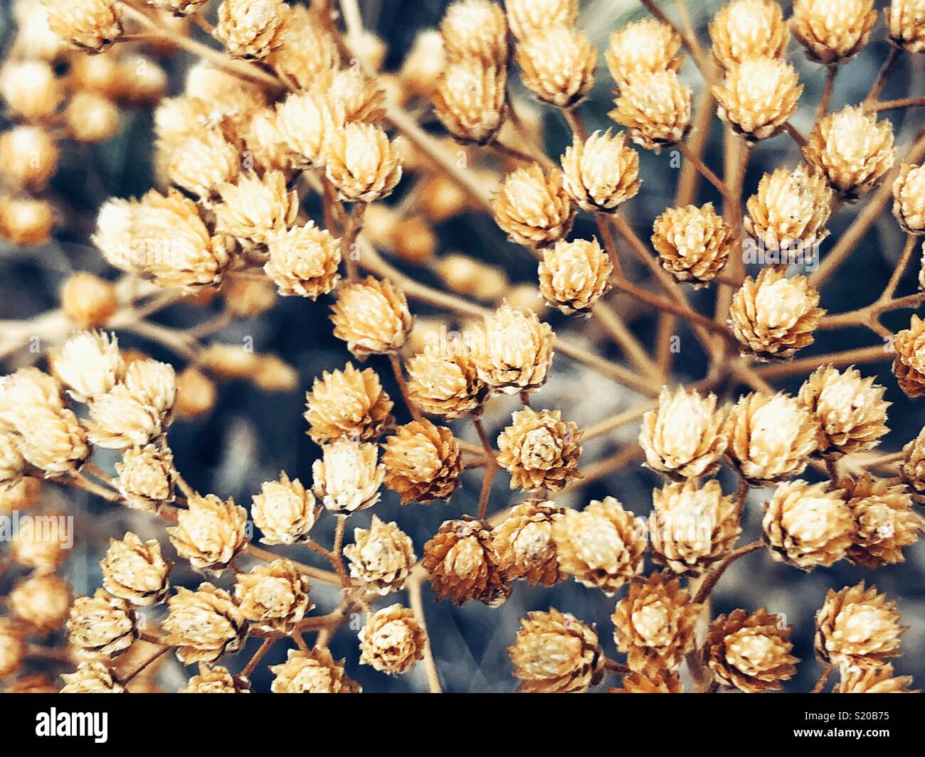 Desert flowers hi-res stock photography and images - Alamy