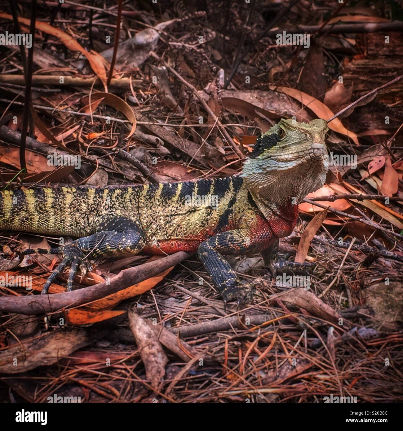 Australia lizard track hi-res stock photography and images - Alamy
