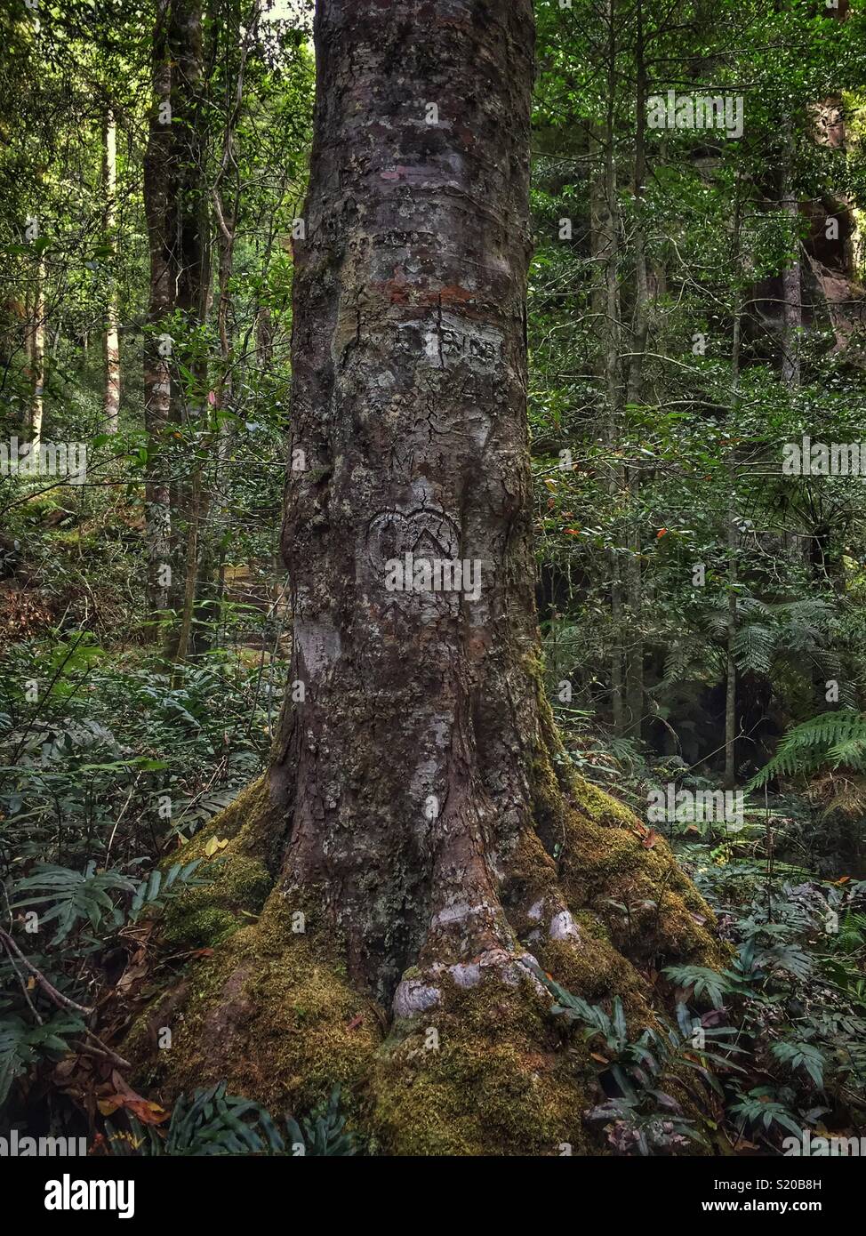 Coachwood tree (Ceratopetalum apetalum) defaced by tourists, Grand ...