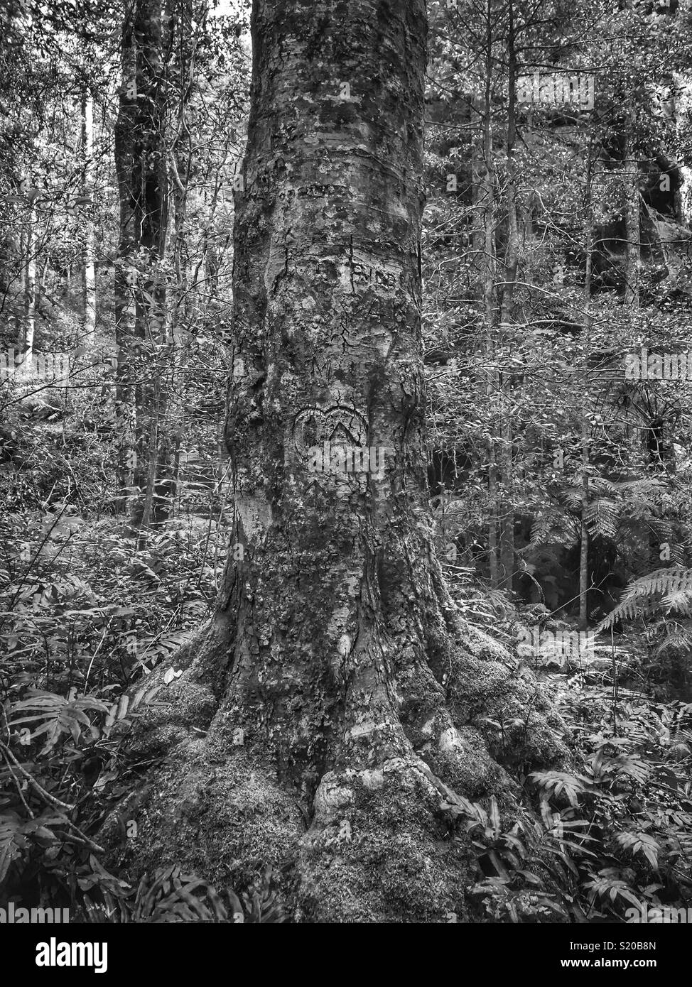 Coachwood tree (Ceratopetalum apetalum) defaced by tourists, Grand ...