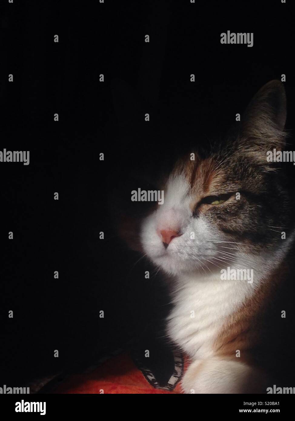 Gatto hi-res stock photography and images - Alamy