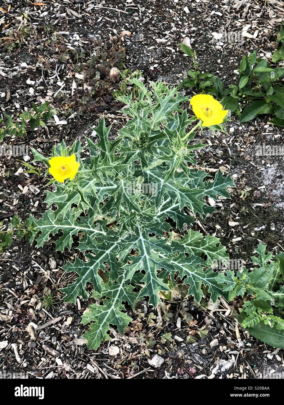 Thorny Flower High Resolution Stock Photography and Images - Alamy