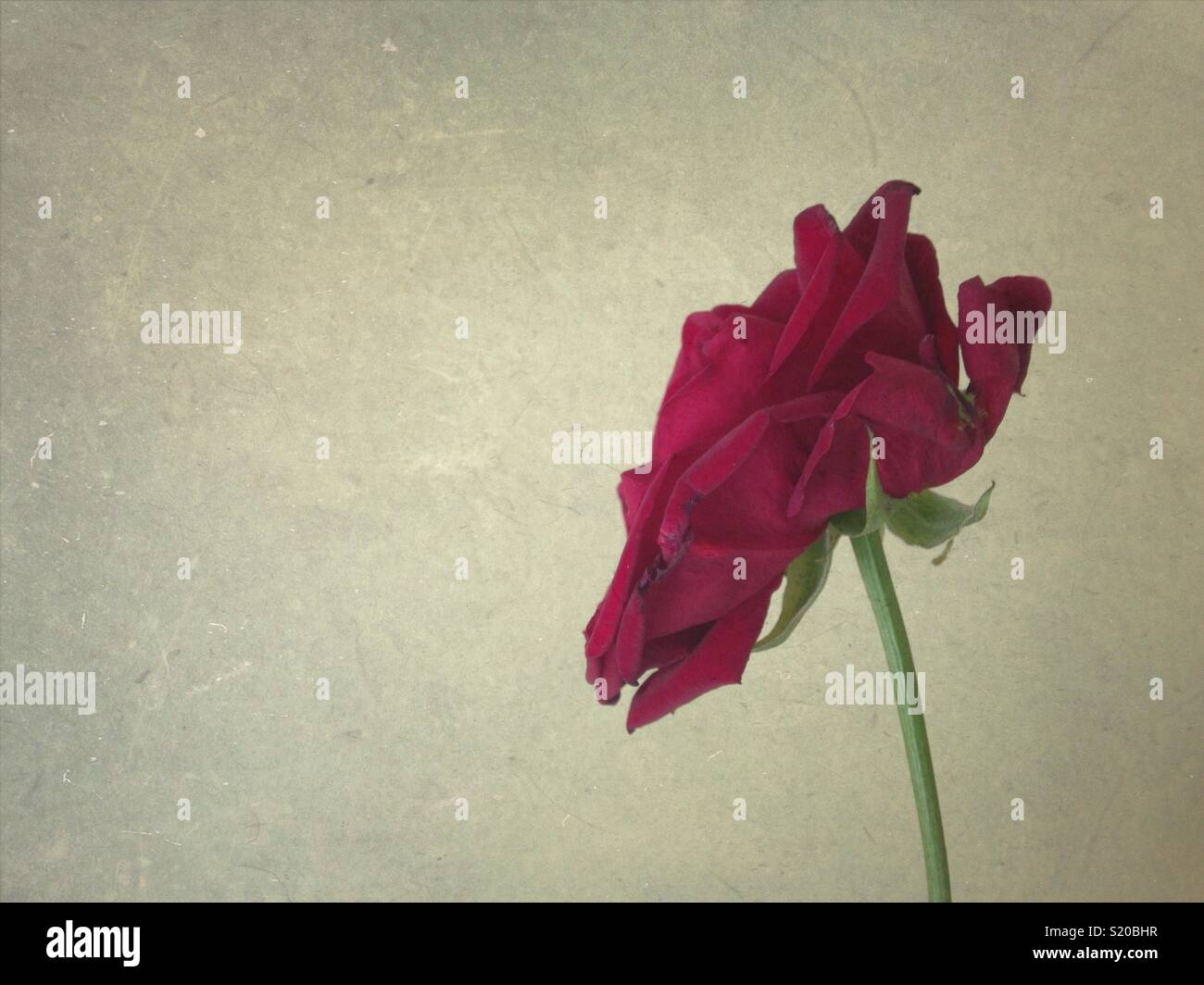 Wilting Rose High Resolution Stock Photography and Images - Alamy