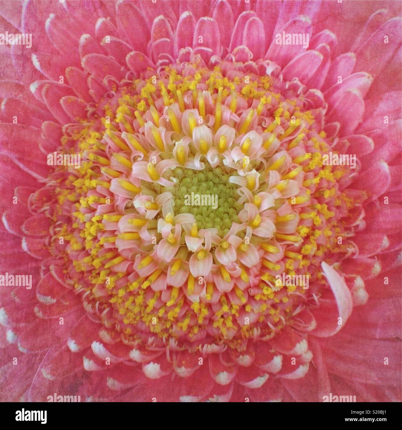 Gerbera flower details hi-res stock photography and images - Alamy