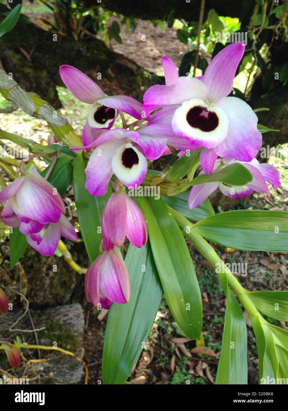 Hilo hawaii orchids hi-res stock photography and images - Alamy