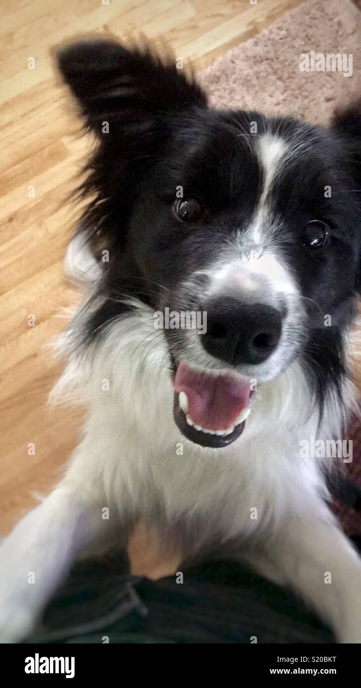 Happy smiling dog border collie dog breed dog Stock Photo - Alamy