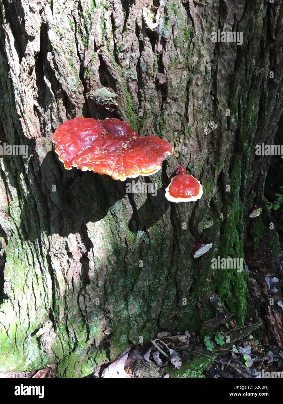 Mushroom tree hi-res stock photography and images - Alamy
