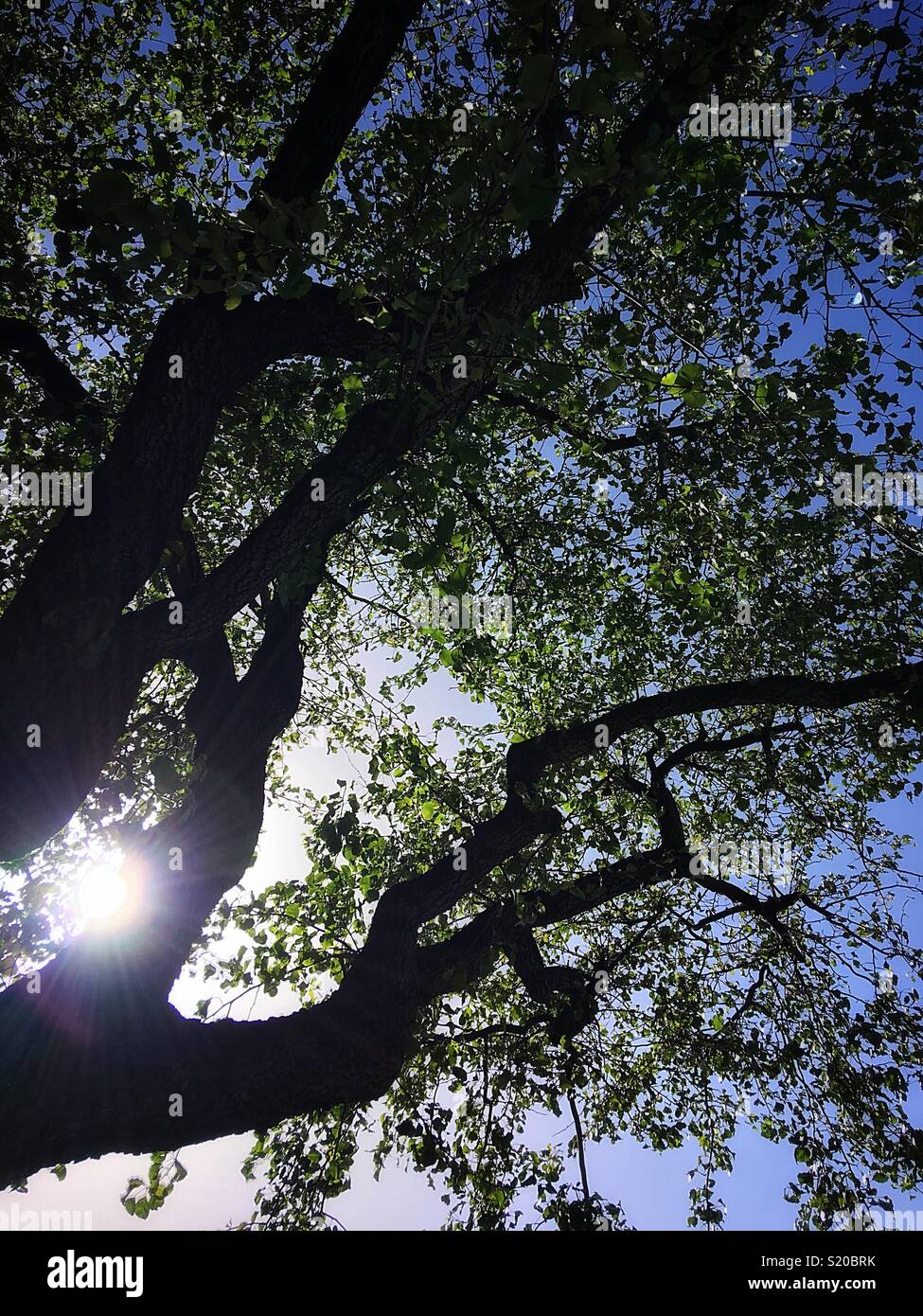 The giant tree with its greenish dense leaves and strong black branches ...
