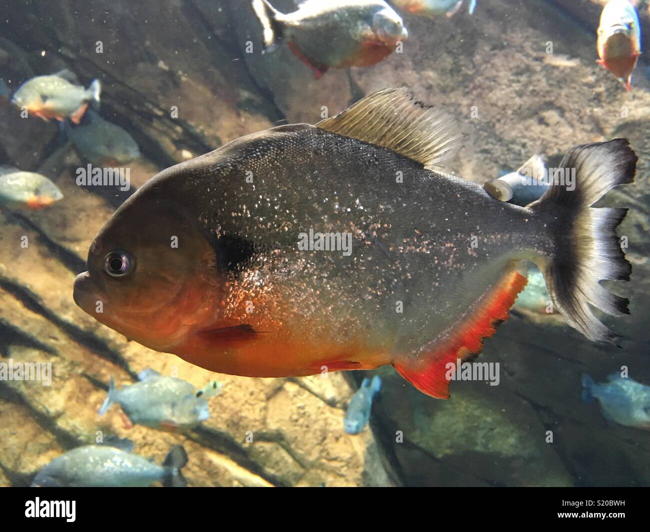 Piranha fish aquarium hi-res stock photography and images - Alamy