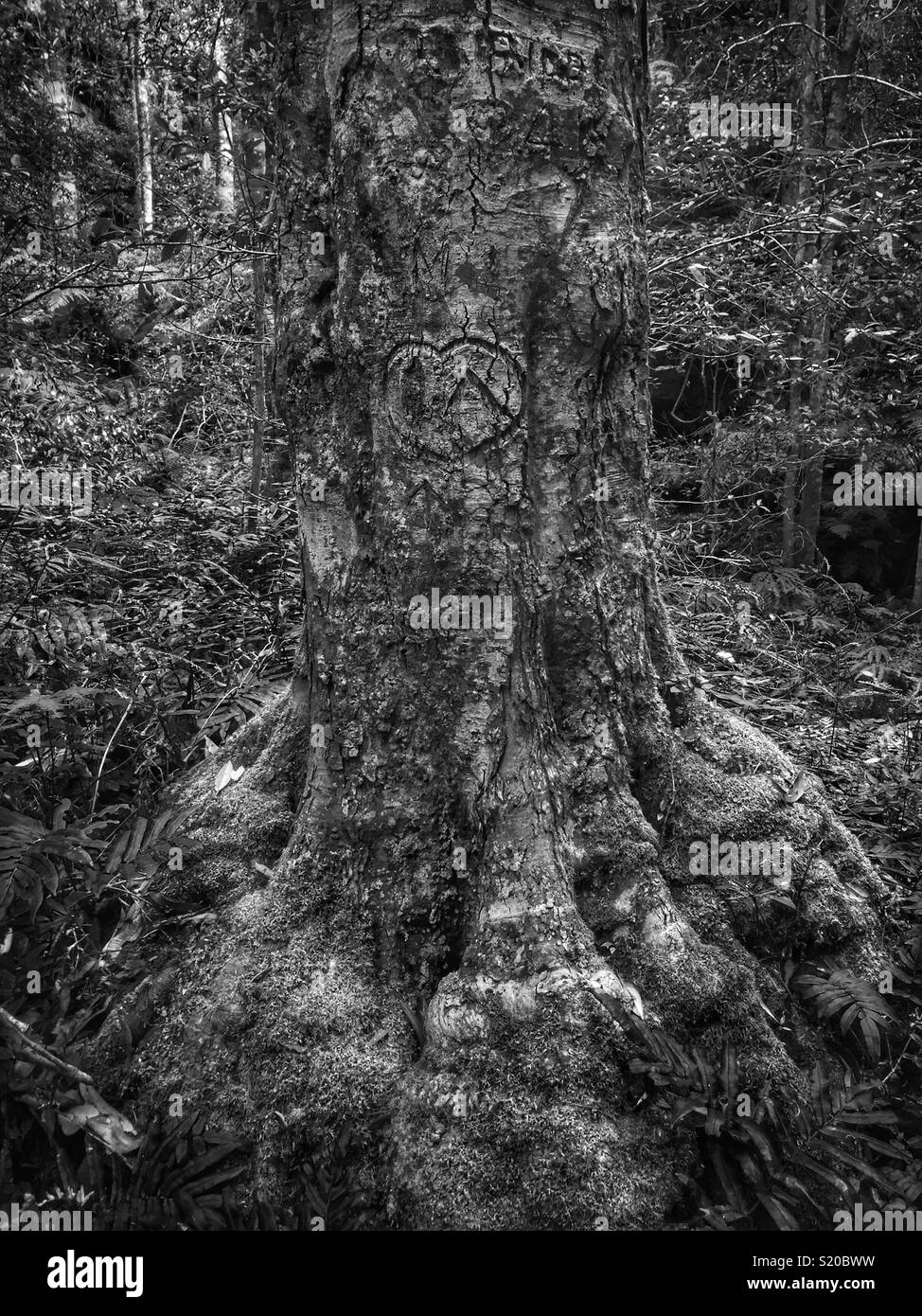 Coachwood hi-res stock photography and images - Alamy