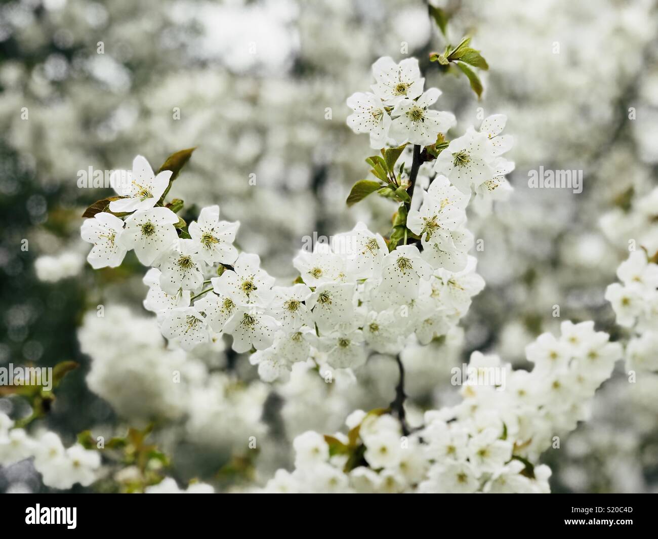 Spring blossom tree Stock Photo - Alamy