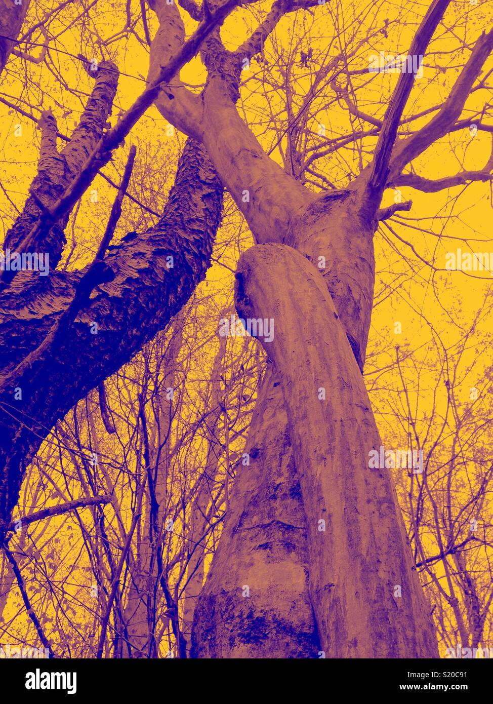 Gold duotone photo of tangled tree trunks in North Carolina woods Stock ...