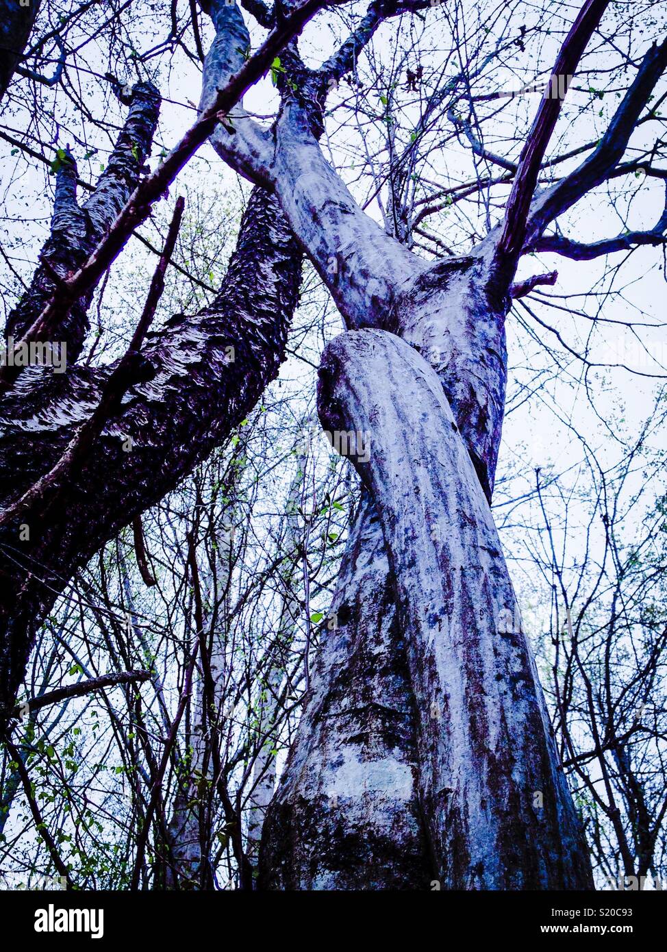 Tangled tree trunks in North Carolina woods Stock Photo - Alamy