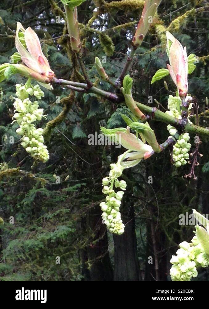 Budding Maple Tree High Resolution Stock Photography and Images - Alamy