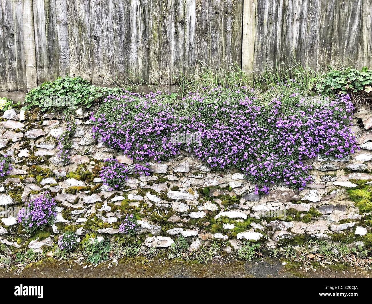 Growing in the wall hi-res stock photography and images - Alamy