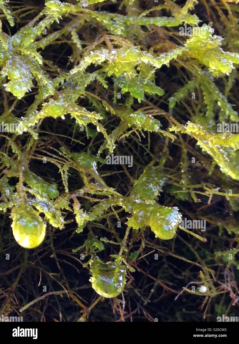 Tree moss following heavy rain Stock Photo - Alamy