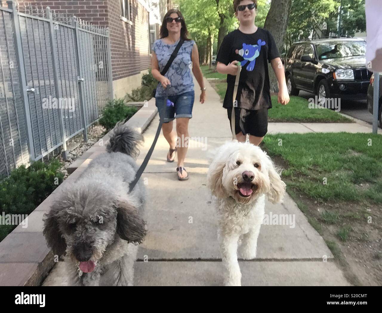 Labradoodles hi-res stock photography and images - Alamy