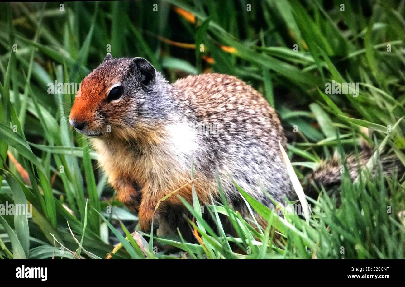 Richardson ground squirrel hi-res stock photography and images - Alamy