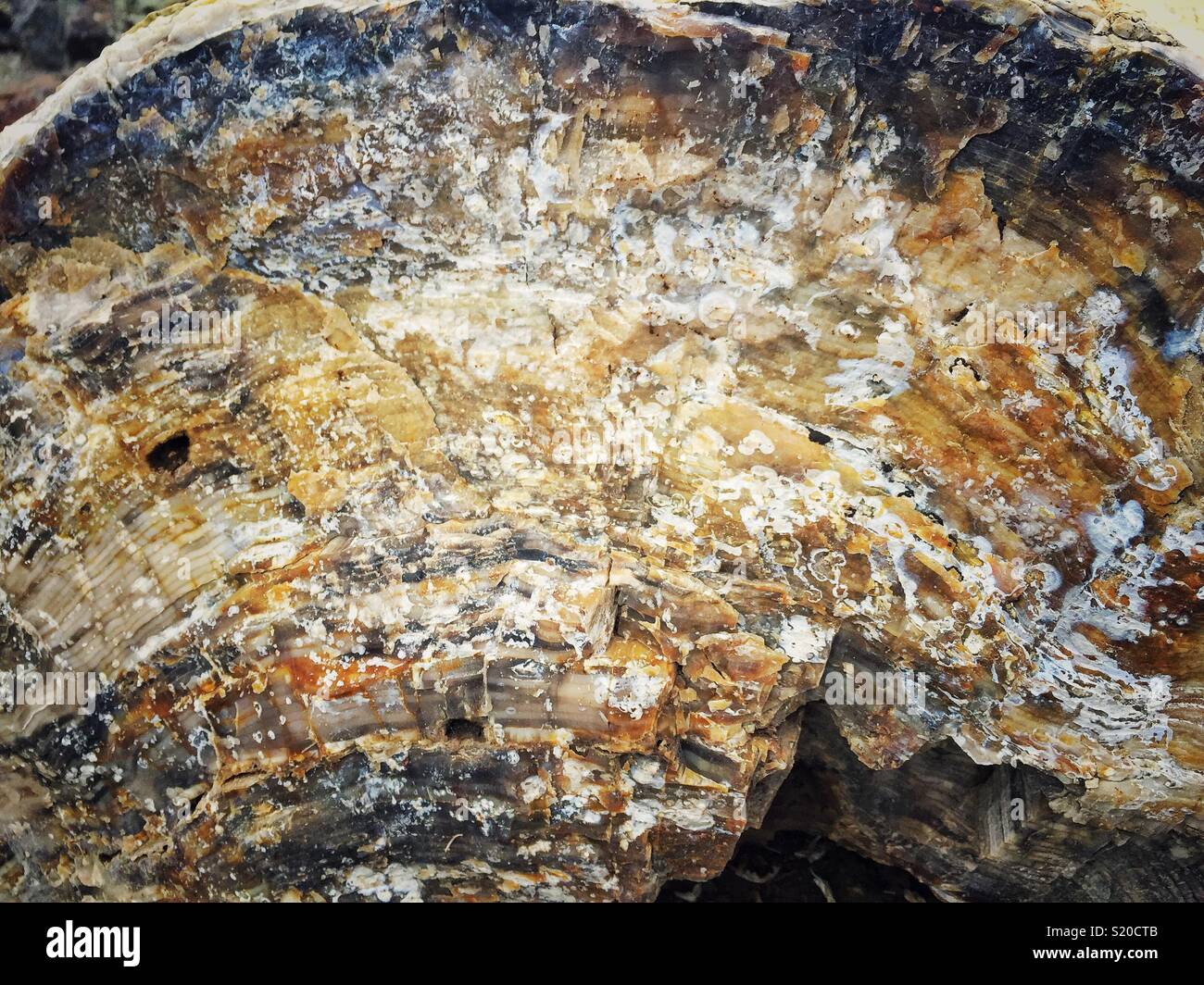 Petrified of log hi-res stock photography and images - Alamy
