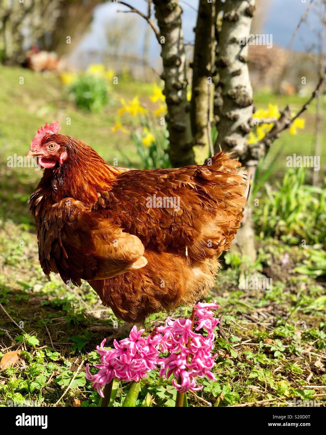 Animal range hi-res stock photography and images - Alamy