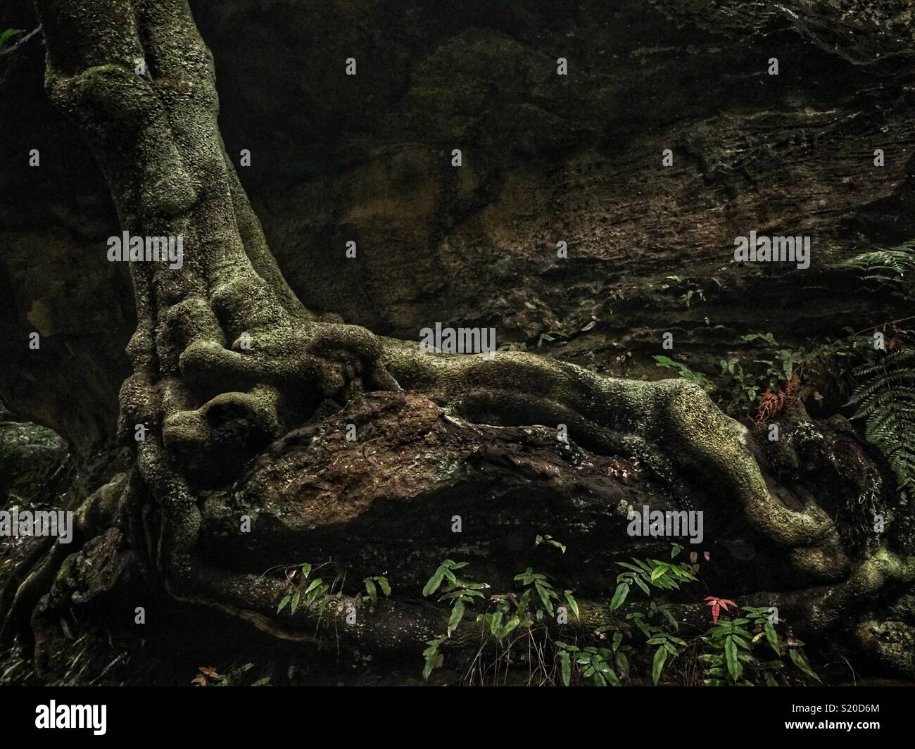 A lichen-covered tree grows on a rock outcrop below an overhang in the ...