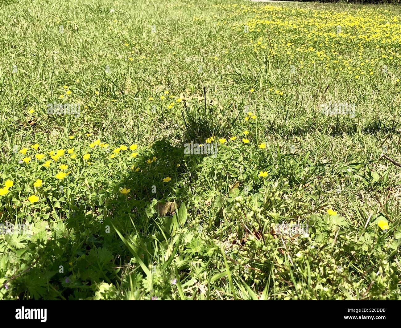Grass corners hi-res stock photography and images - Alamy
