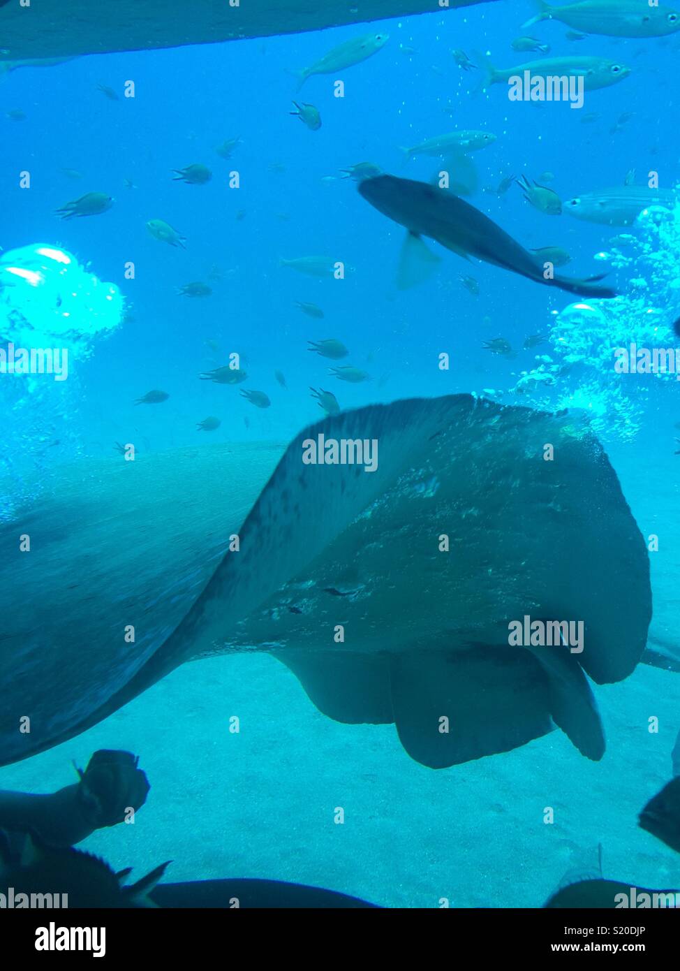 Bubbles stingray hi-res stock photography and images - Alamy