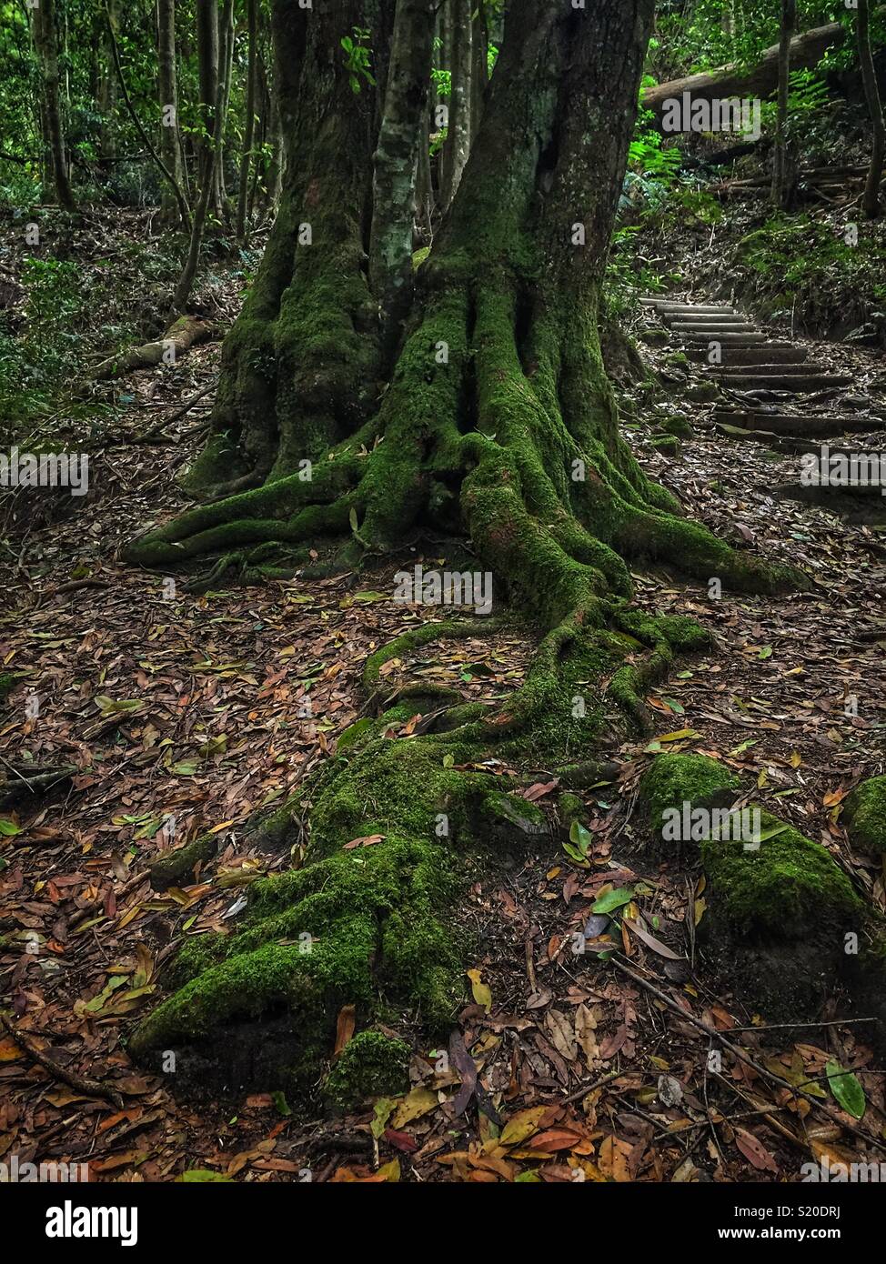 Coachwood tree hi-res stock photography and images - Alamy