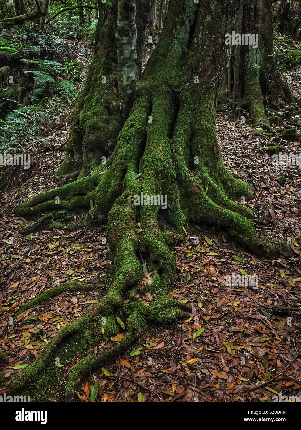 Coachwood tree hi-res stock photography and images - Alamy