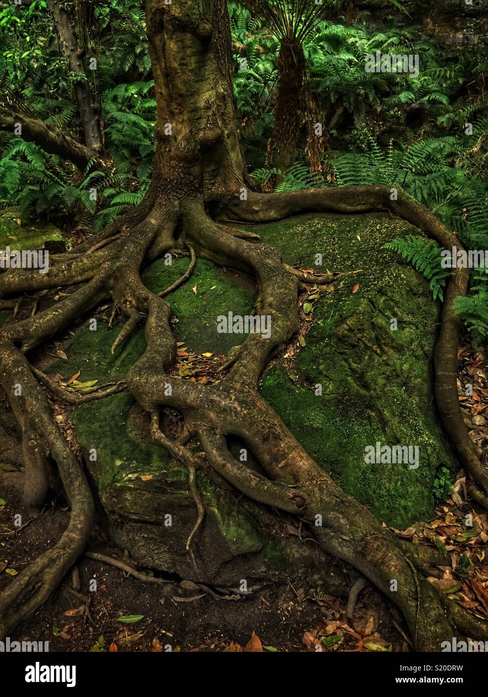 Coachwood tree hi-res stock photography and images - Alamy