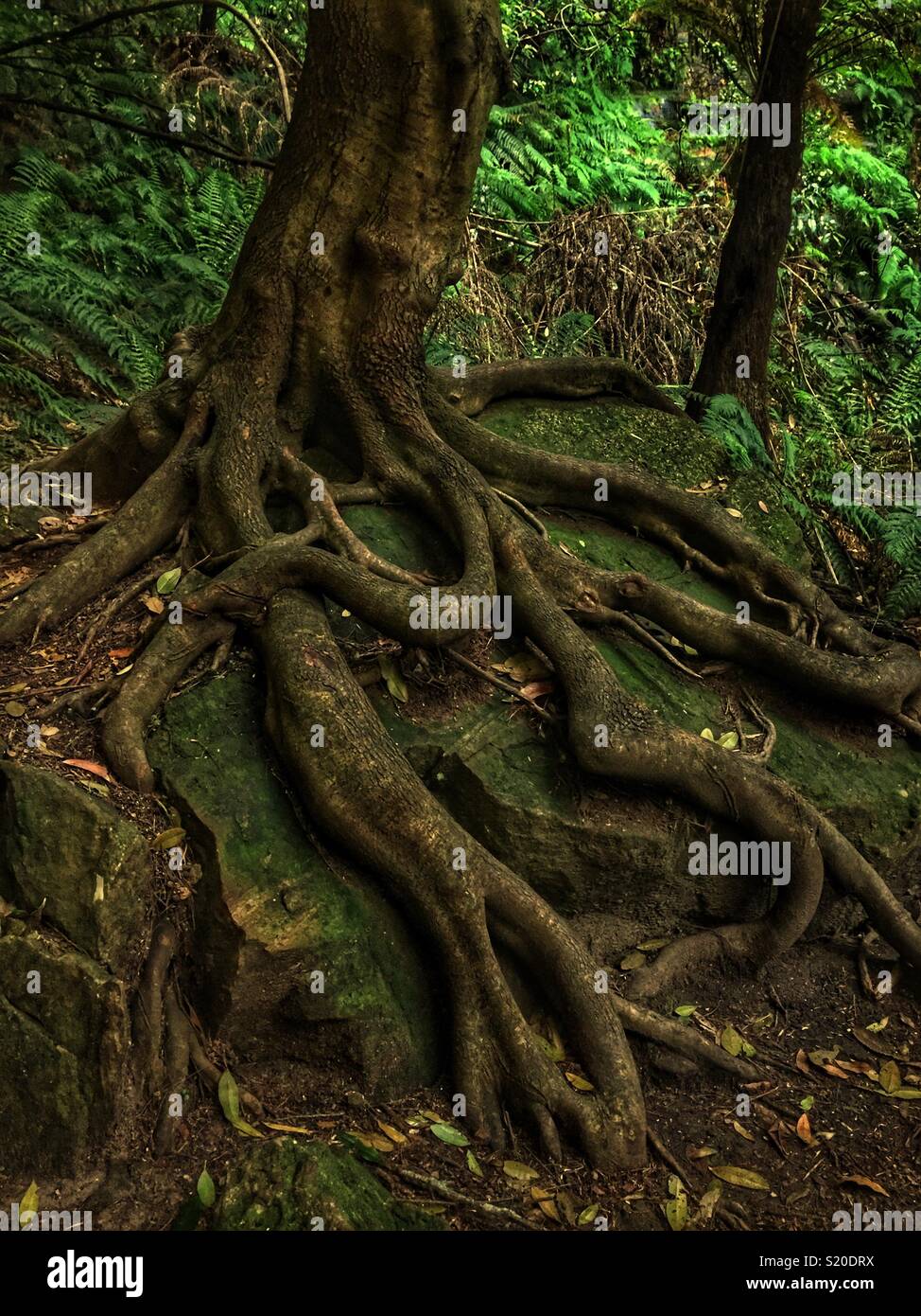 Coachwood tree hi-res stock photography and images - Alamy