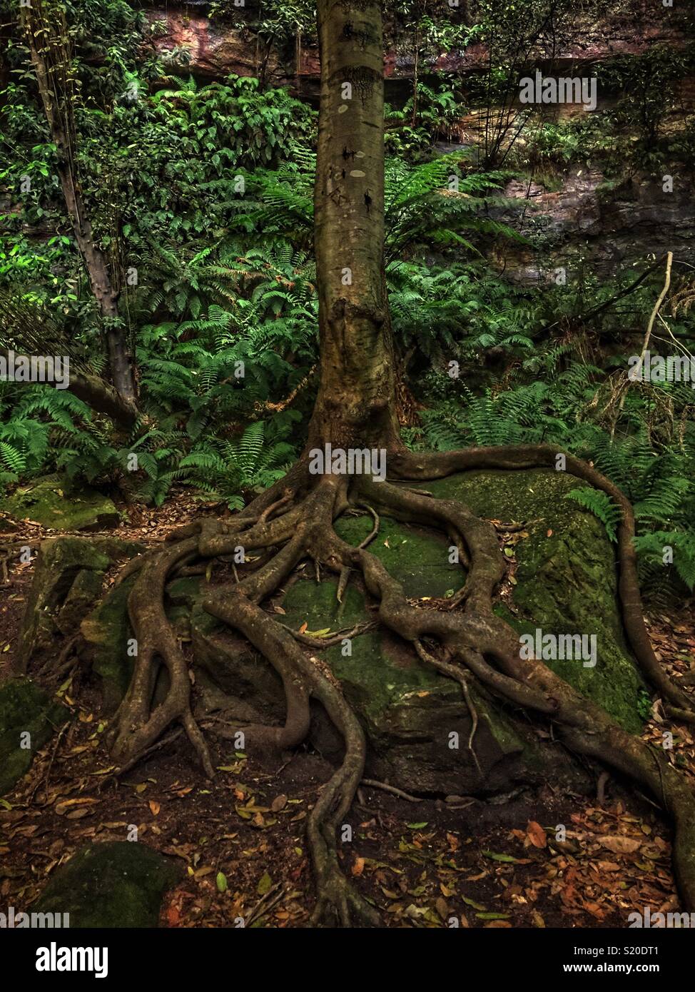 Coachwood (Ceratopetalum apetalum) growing on a moss-covered rock in ...