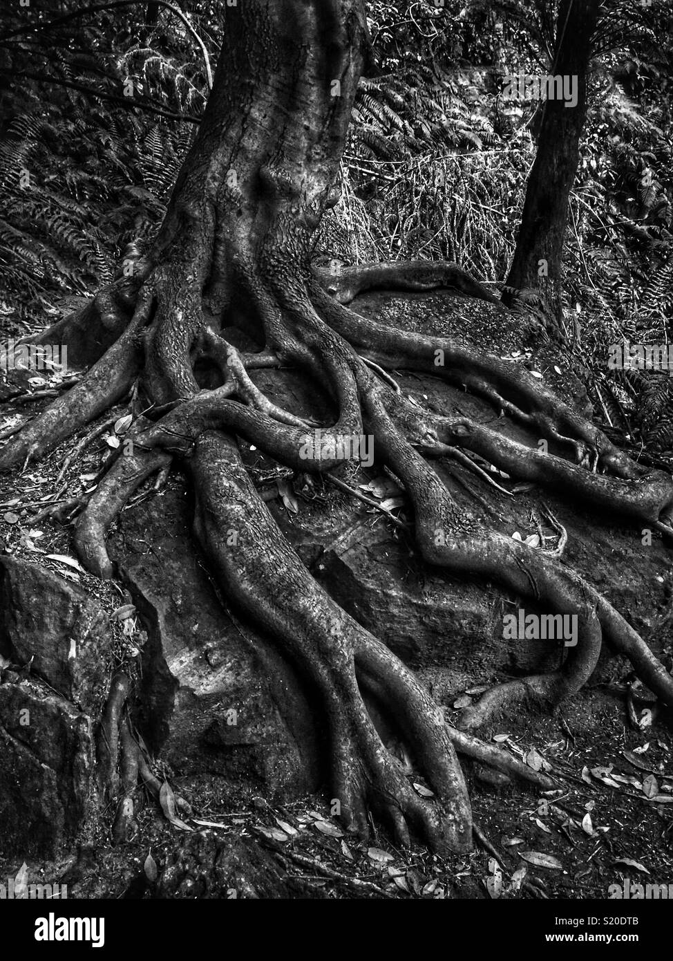 Coachwood (Ceratopetalum apetalum) growing on a moss-covered rock in ...