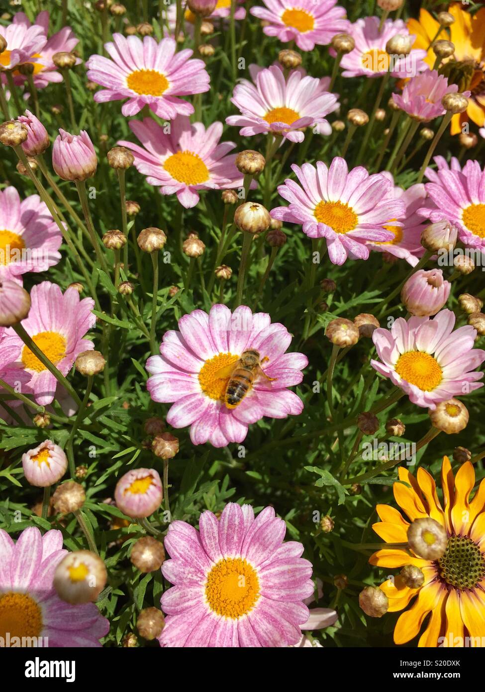 Field of bright Pink and Yellow Gerber Daisies with honey bee ...