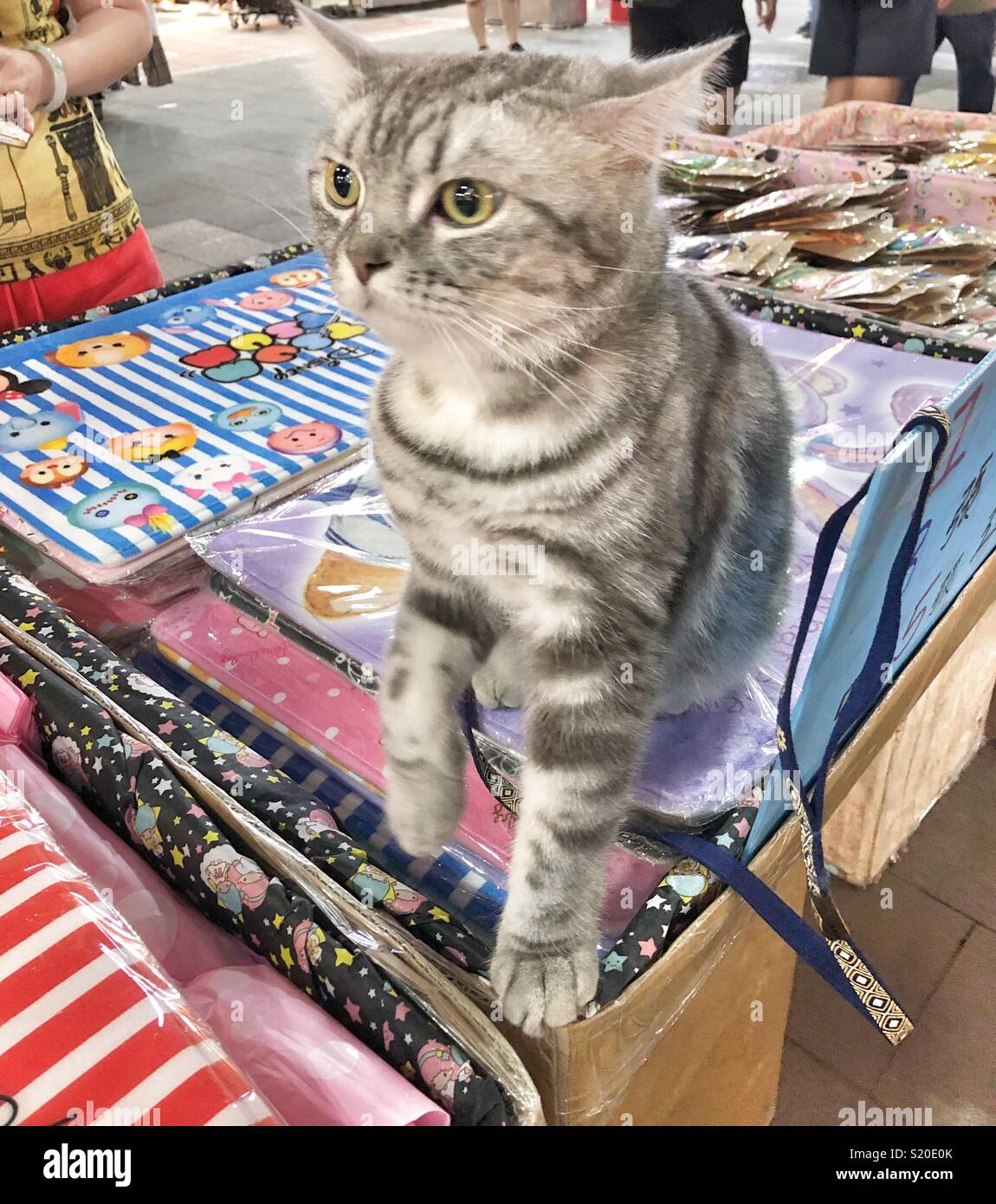 Cats intense stare hi-res stock photography and images - Alamy