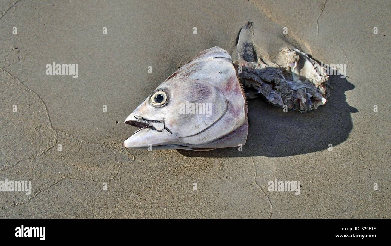 Fish skeleton beach hi-res stock photography and images - Alamy
