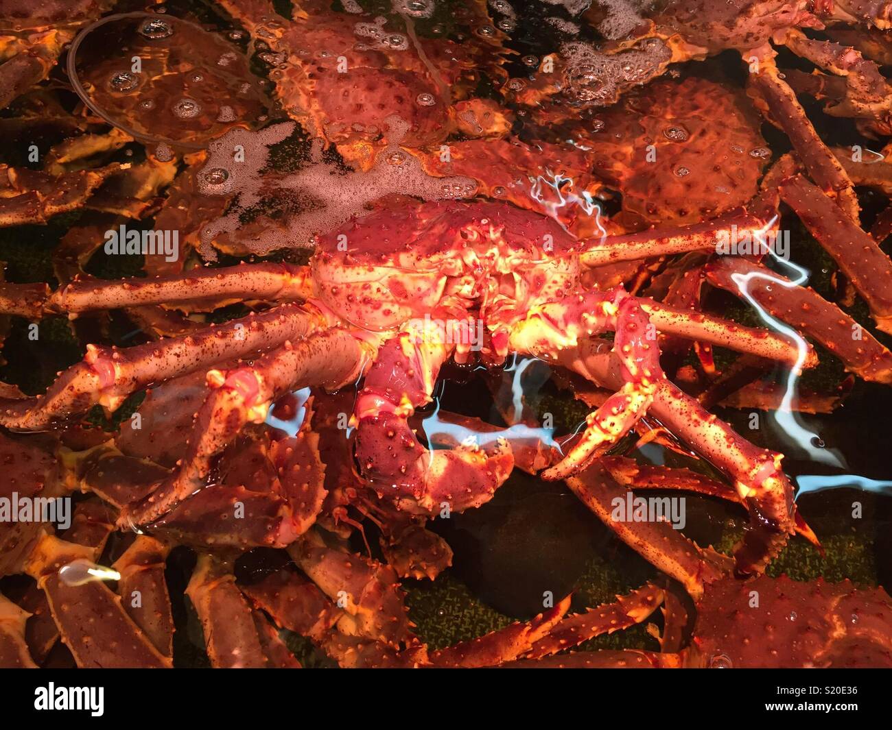 Hairy crab hi-res stock photography and images - Alamy