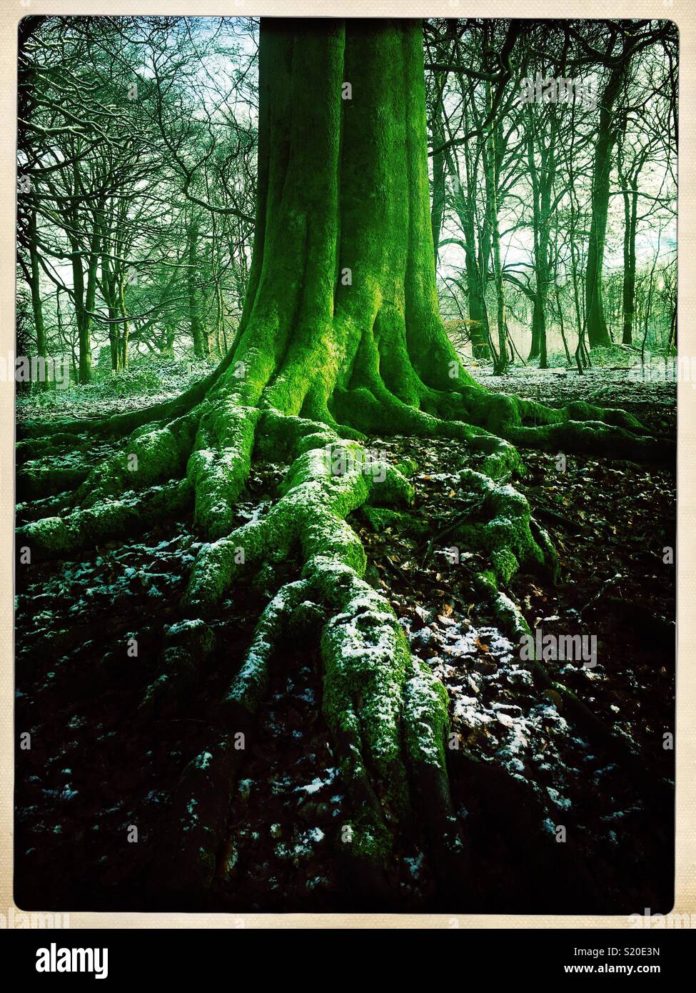 Tree with huge spreading roots dusted with snow looking a bit Triffid ...