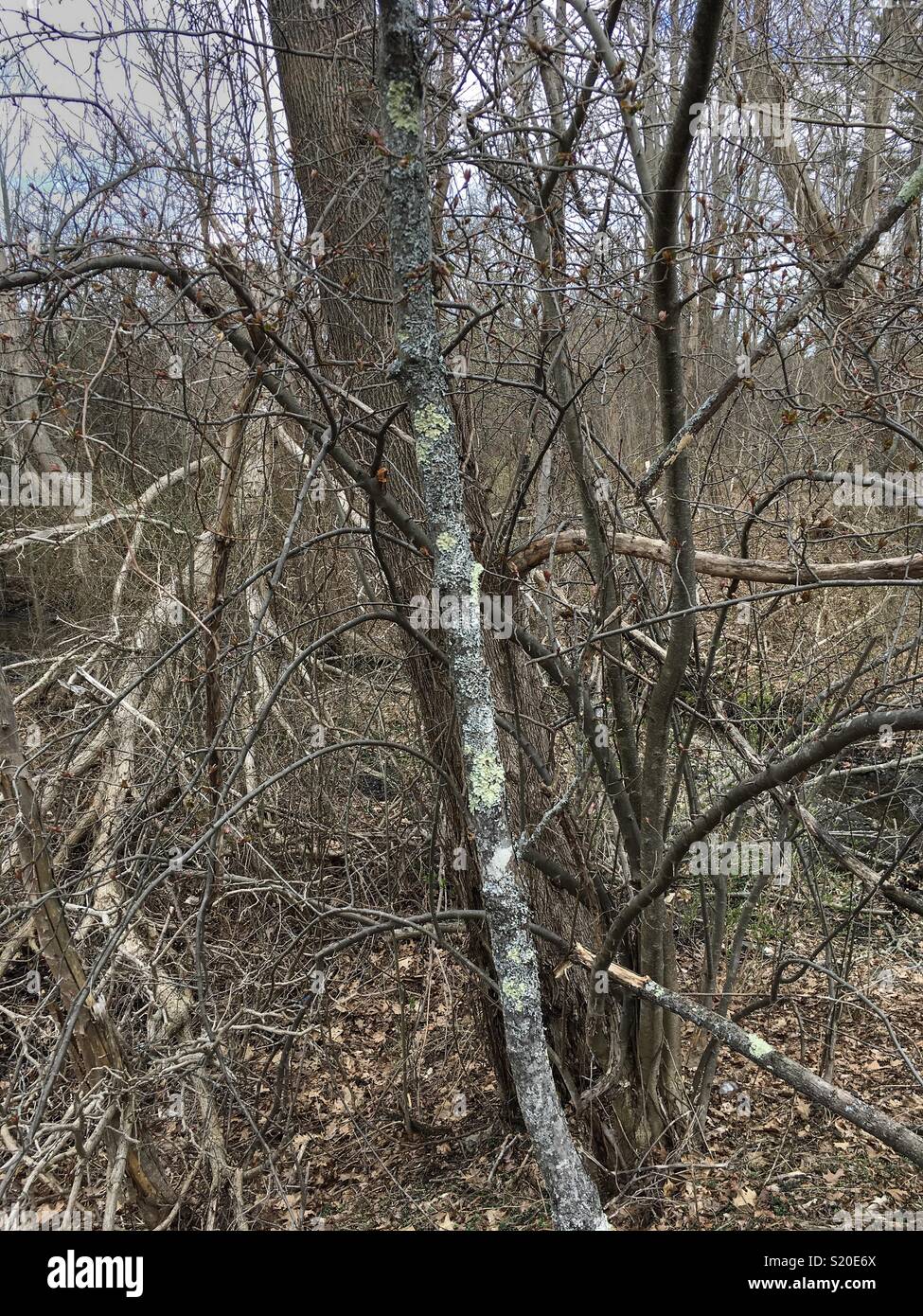 Wooded area in early hi-res stock photography and images - Alamy
